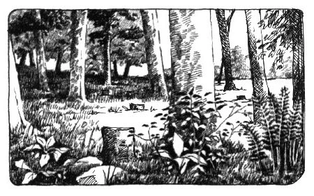 Healthy Forests? | The Outside Story