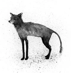 How Mange, a Terminal Disease, Afflicts Red Fox | The Outside Story