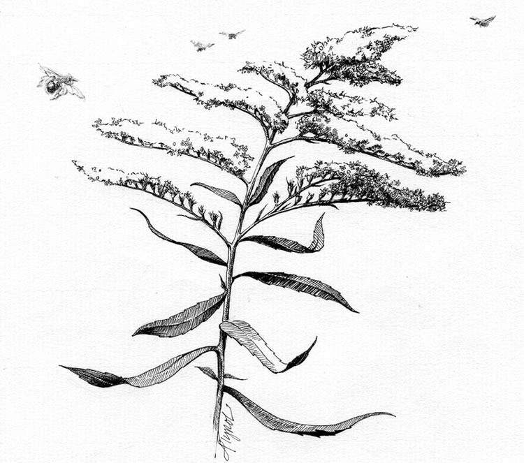 Goldenrod Flower Drawing Nebraska Goldenrod Ink Illustration