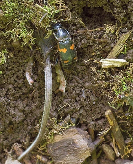 Grave Diggers of the Insect World | Summer 2018 | Articles | Features