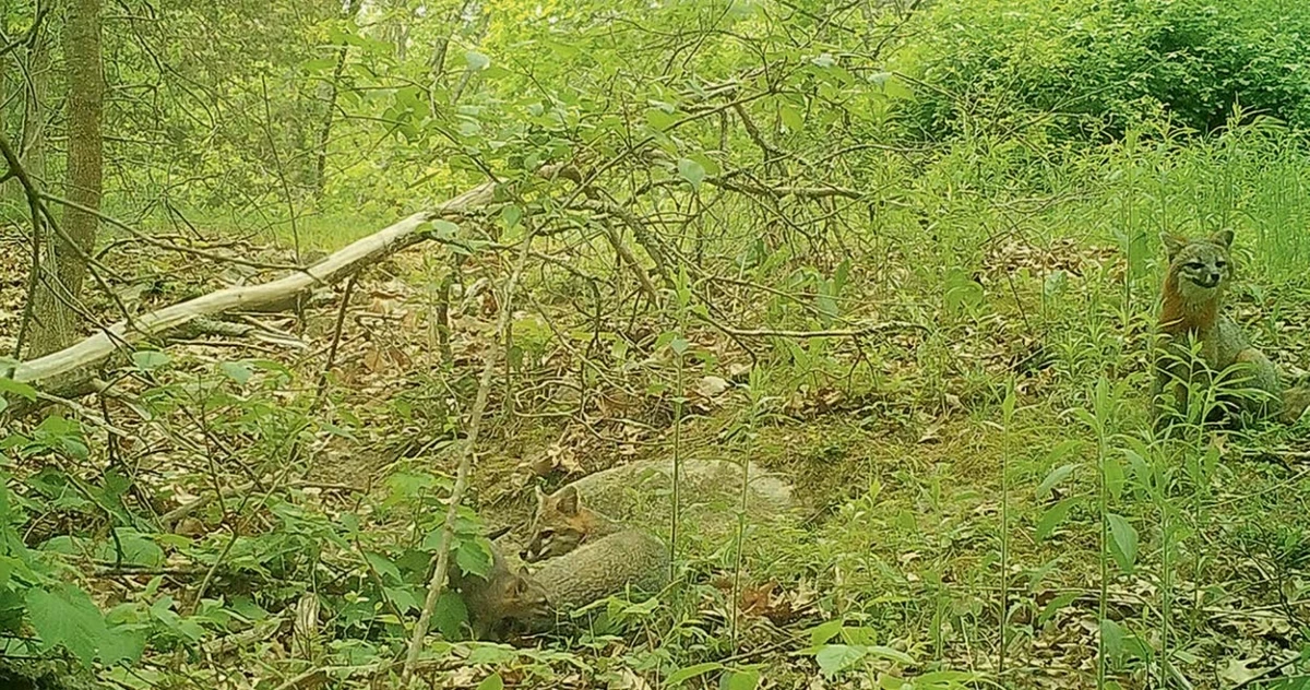 A Rare Glimpse into a Gray Fox Den | Spring 2024 | Discoveries ...