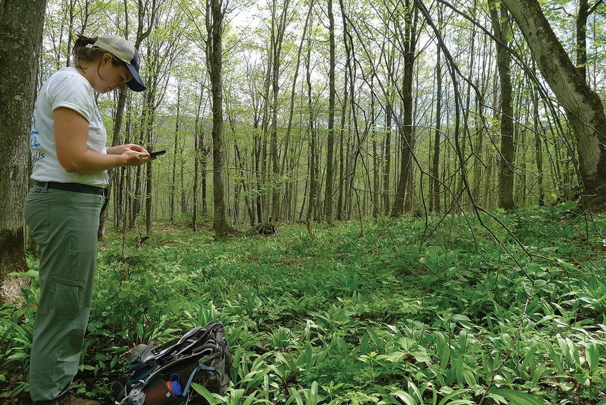 Managing Rich Northern Hardwood Forests | Autumn 2022 | Knots and Bolts ...