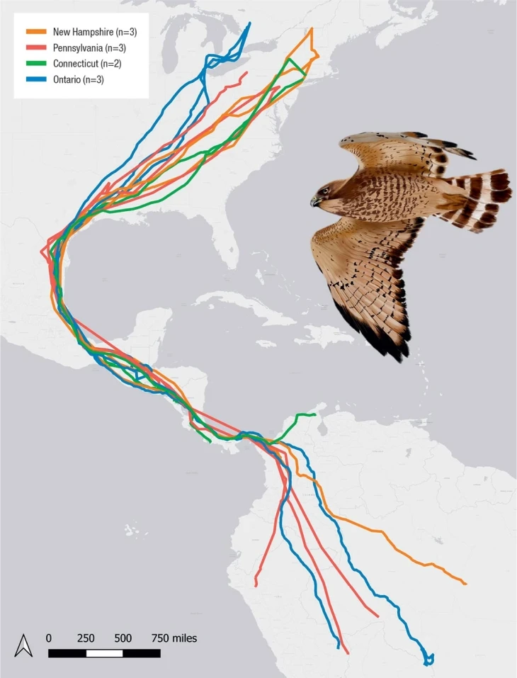 There and Back Again: Tracking Broad-Winged… | Spring 2024 | Articles ...