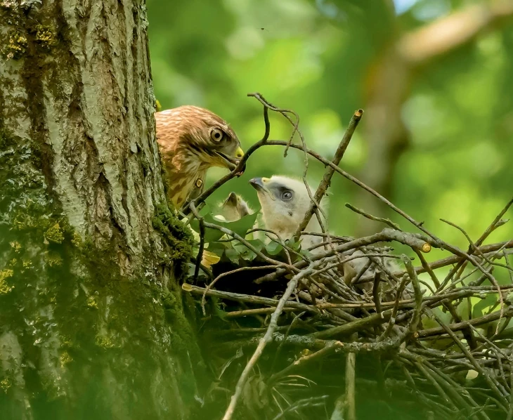 There and Back Again: Tracking Broad-Winged… | Spring 2024 | Articles | Features