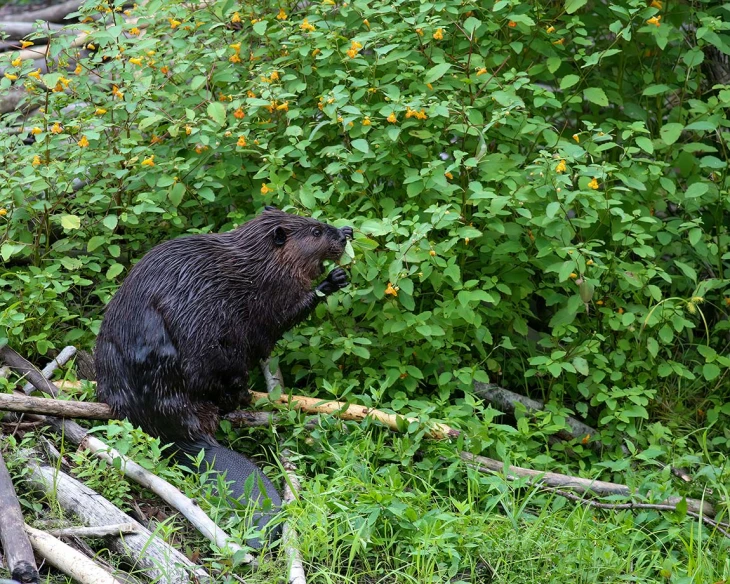 The Varied Diet of Beavers | Summer 2022 | Knots and Bolts | Knots and ...