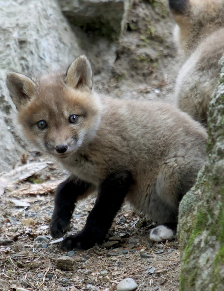 Red Fox Kits Changing Color | Spring 2025 | Knots and Bolts | Knots and Bolts