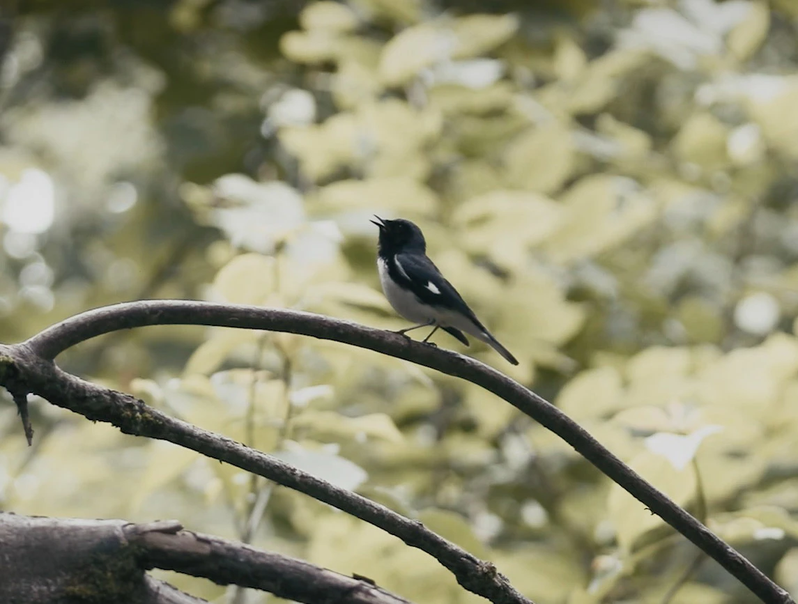 Video: Part 3: The Birds of Hubbard Brook | Winter 2019 | Resilient ...