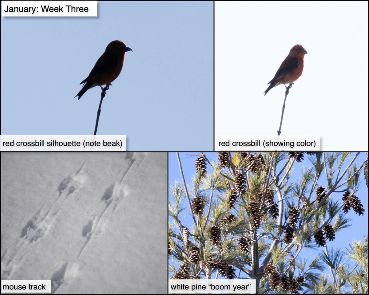 January: Week Three | This Week in the Woods