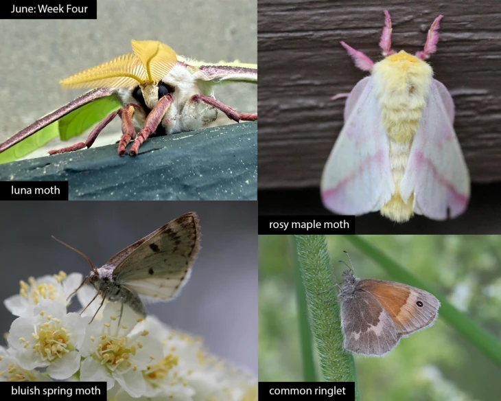 June: Week Four | This Week in the Woods