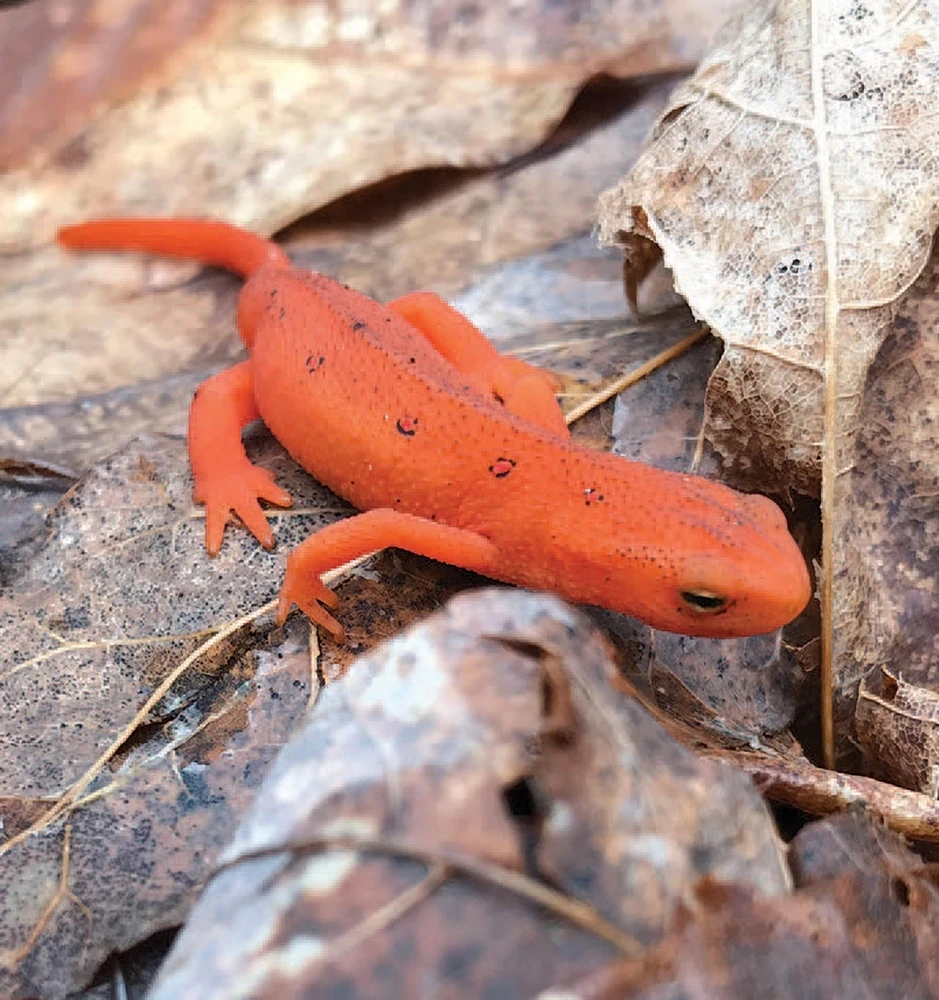 A New Threat to Northeastern Salamanders | Spring 2023 | Discoveries ...
