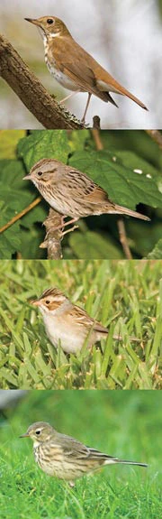 Little Brown Birds | Spring 2010 | Articles | Birds in Focus