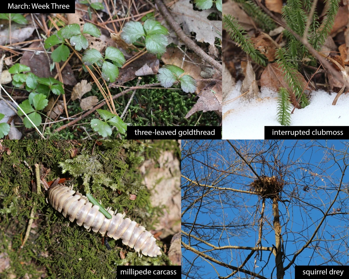 March: Week Three | This Week in the Woods