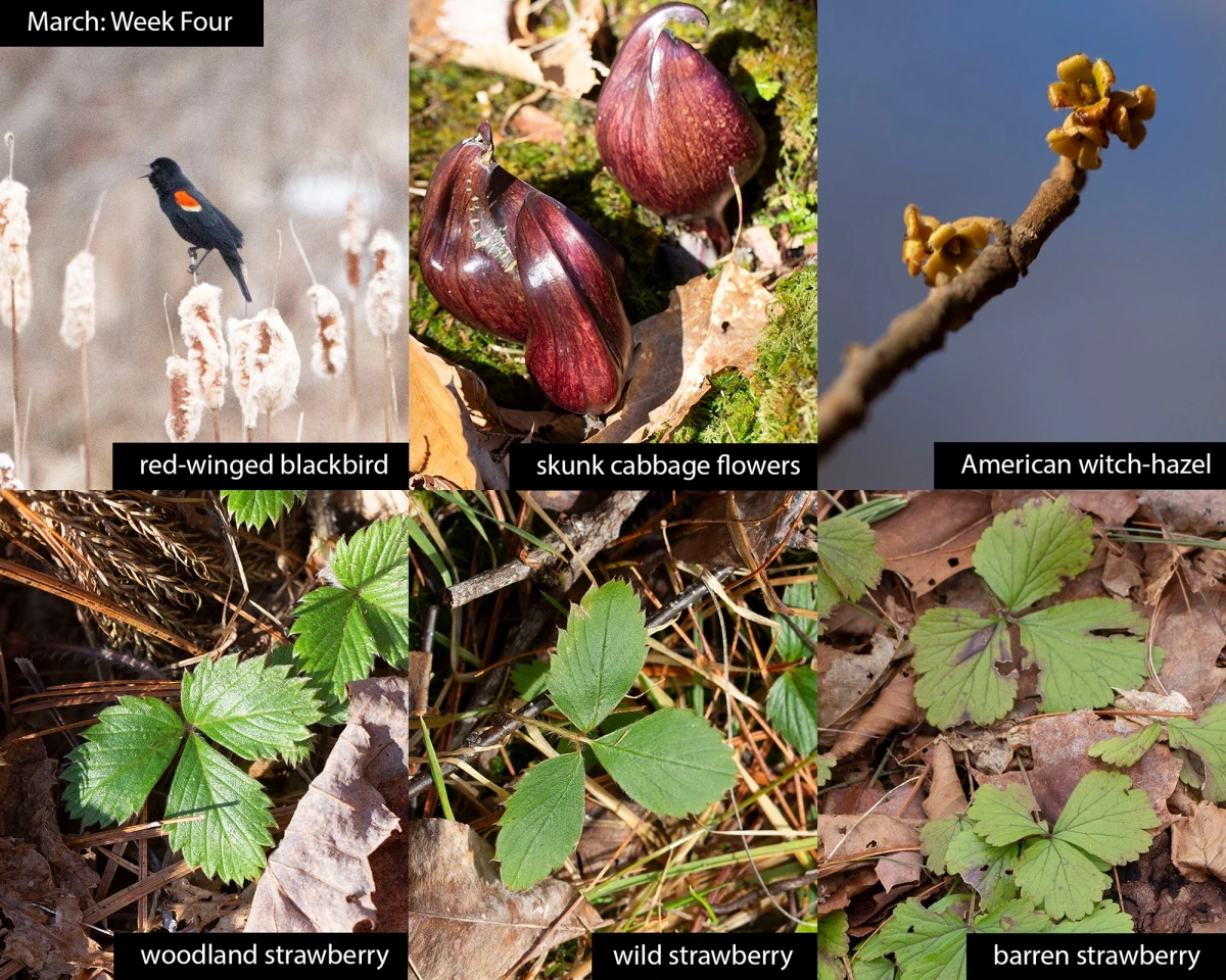 March: Week Four | This Week in the Woods