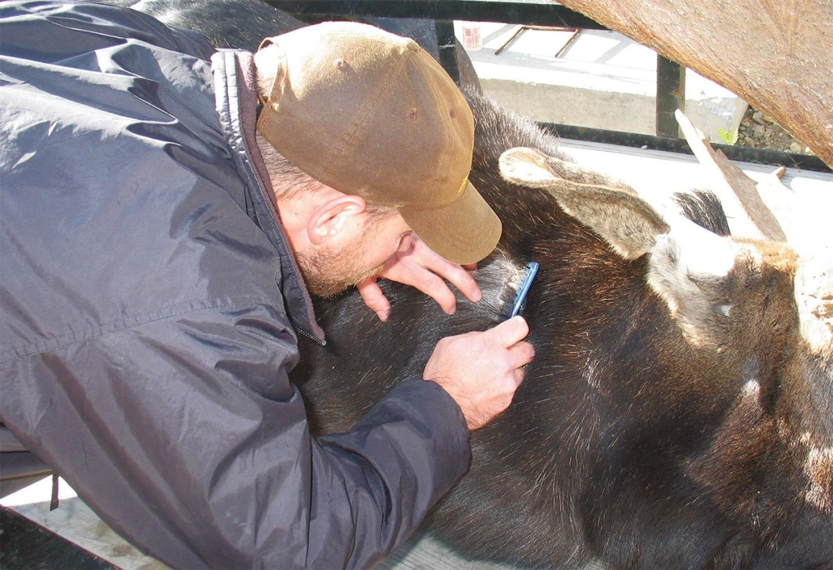 Moose Mortality | Spring 2019 | Discoveries