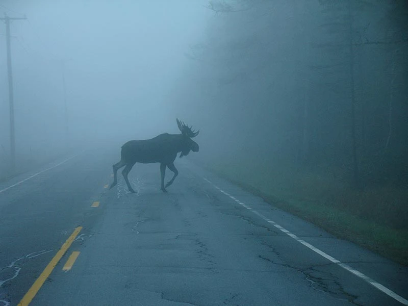 How Did the Moose Cross the Road? Reconnecting… | Summer 2018 Features