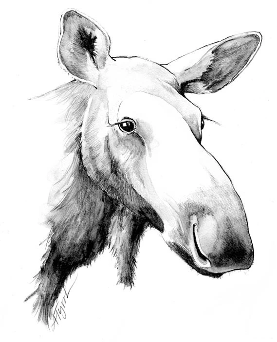 Modern Moose Management | The Outside Story