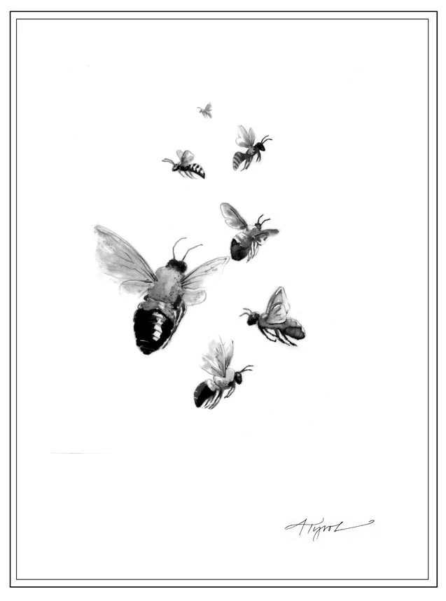 The Buzz on Native Bees | The Outside Story