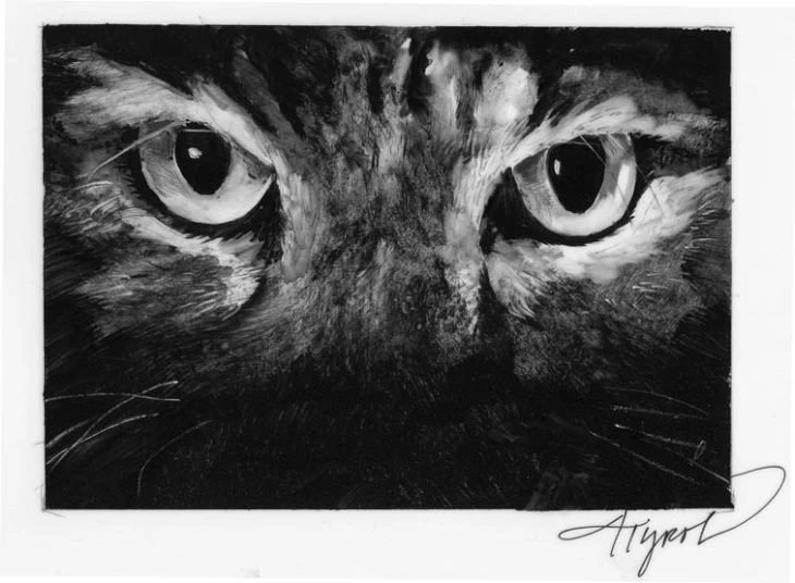 Night Vision: How Animals See in the Dark | The Outside Story