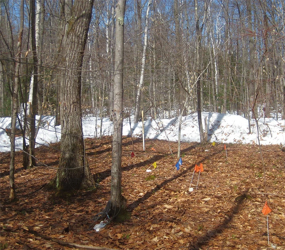 No Snow, No Grow? | Winter 2019 | Discoveries