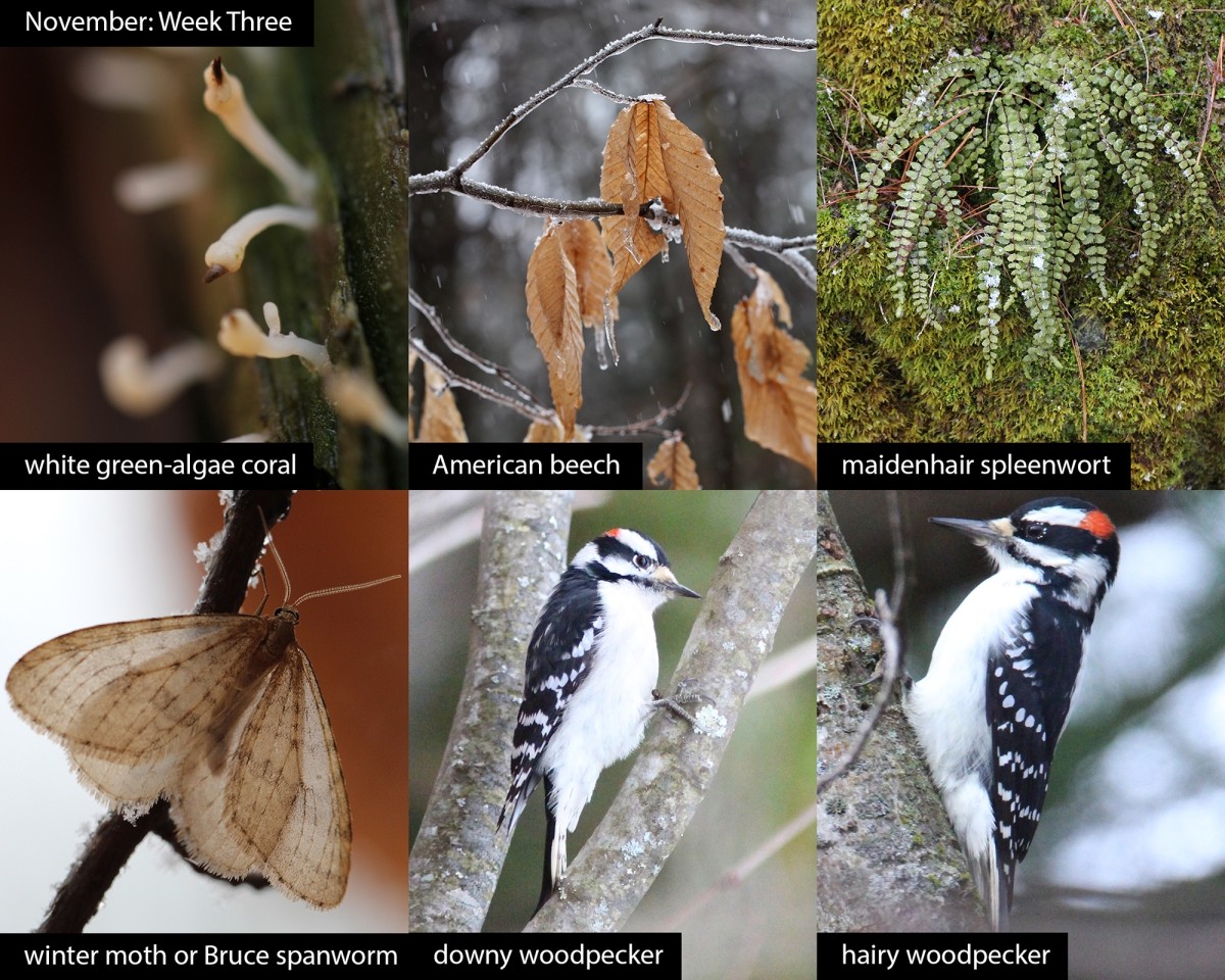 November: Week Three | This Week in the Woods