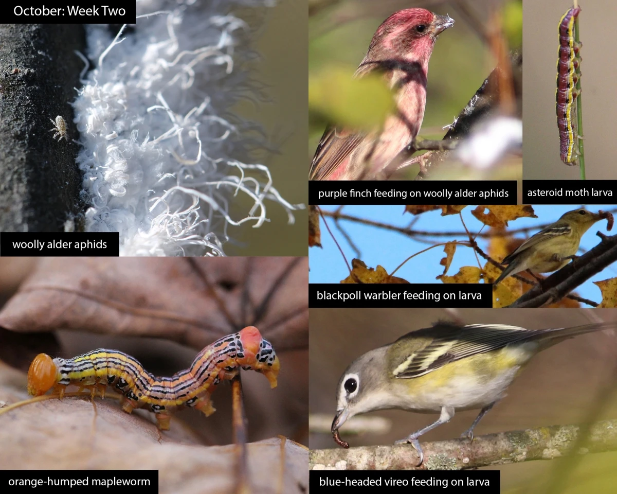 October: Week Two | This Week in the Woods