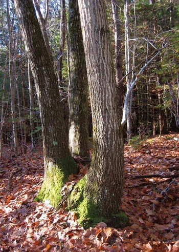 How Old Is That Tree? | Winter 2010 | Knots and Bolts