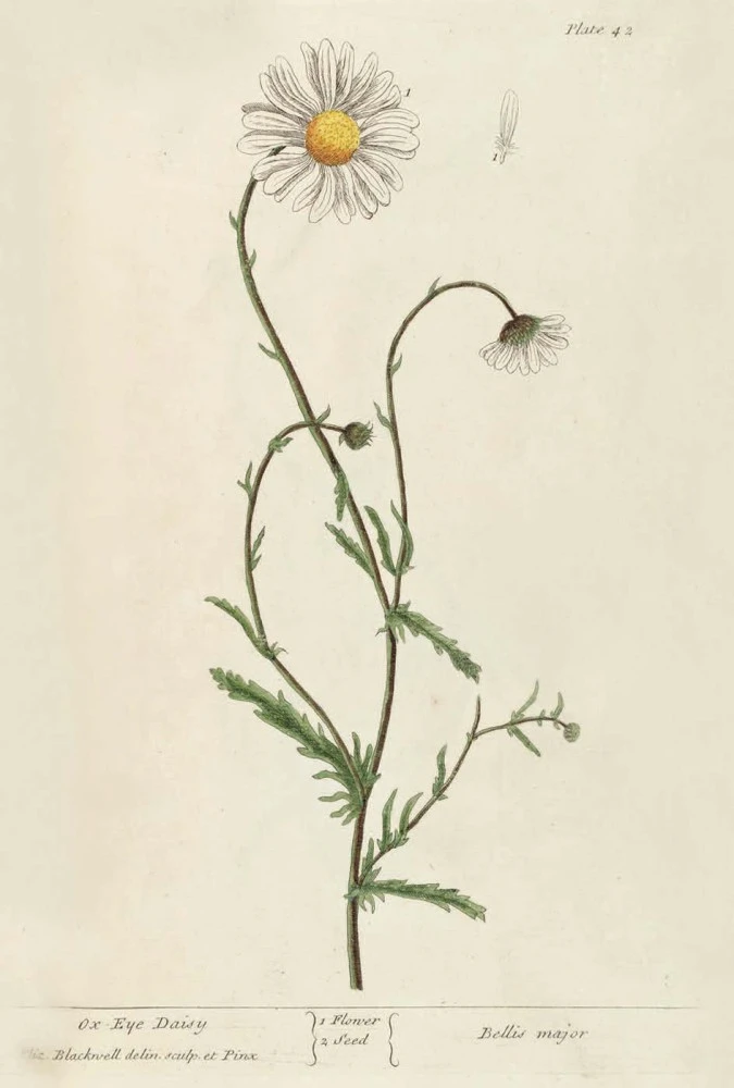 Dependable Sweetness: Ox-eye Daisy | Spring 2021 | Knots and Bolts