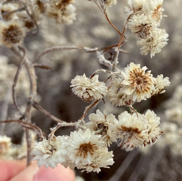 Everlasting Herbs | Autumn 2025 | Knots and Bolts | Knots and Bolts