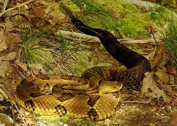 Snakes on an Island | Autumn 2017 | Articles | Features