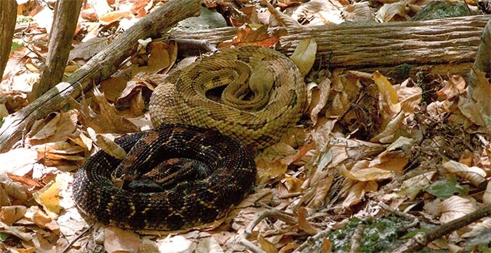 Snakes on an Island | Autumn 2017 | Articles | Features