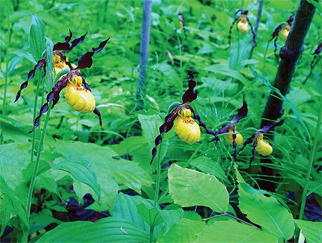 Saving New England's Rare Plants | Summer 2017 | Articles | Features