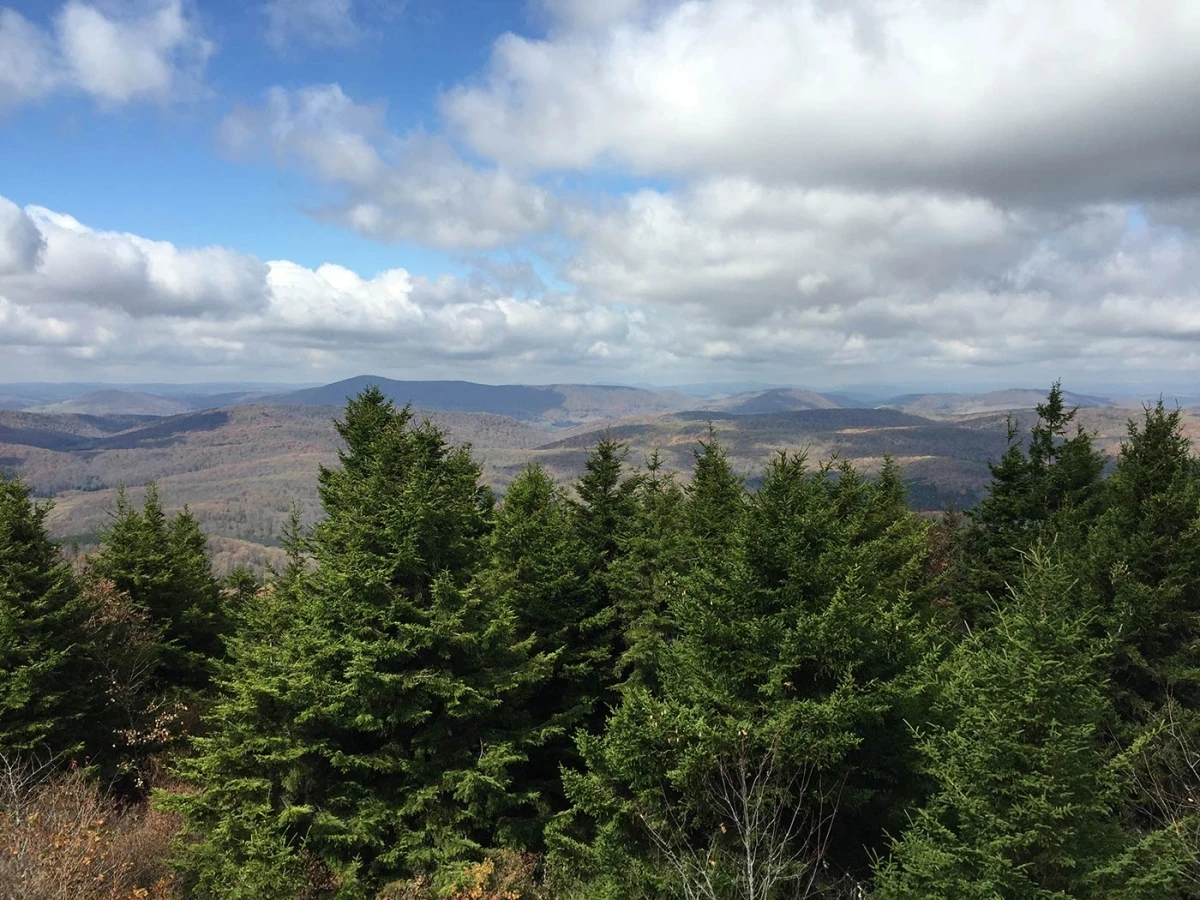 The Past – and Future – of Red Spruce | Summer 2024 | Discoveries ...