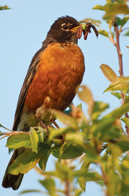 Birds in Focus: The Rockin' Robin | Autumn 2014 | Articles | Birds in Focus