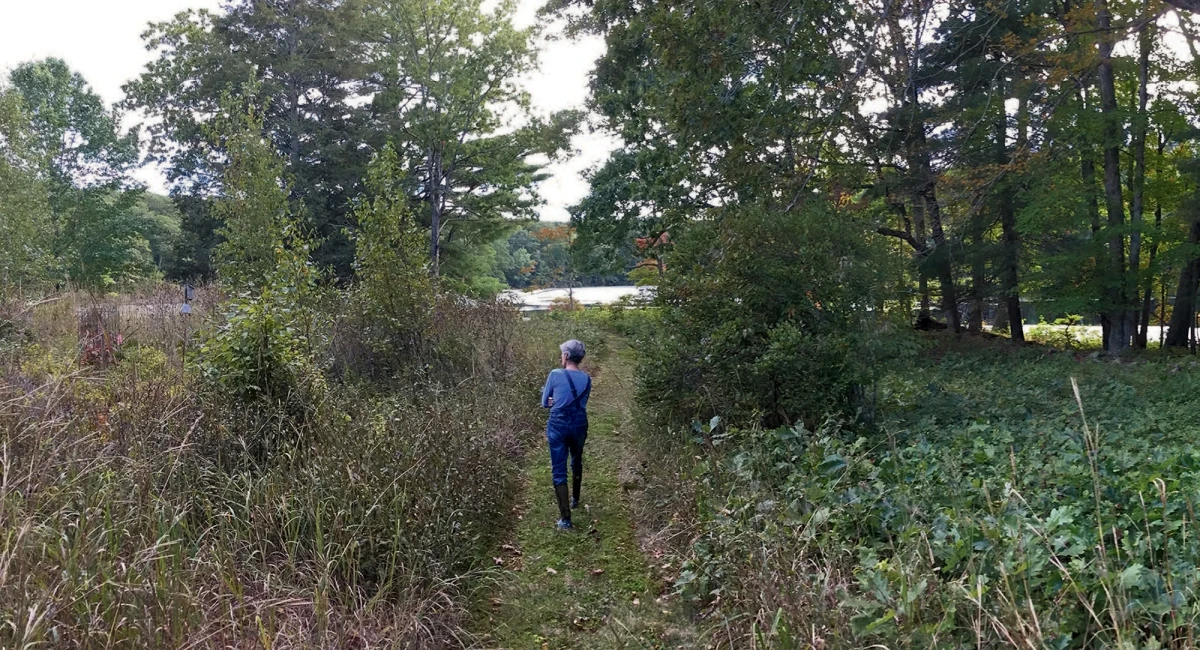 Caring for “The Farm” and its Woods in… | Summer 2025 | Knots and Bolts ...