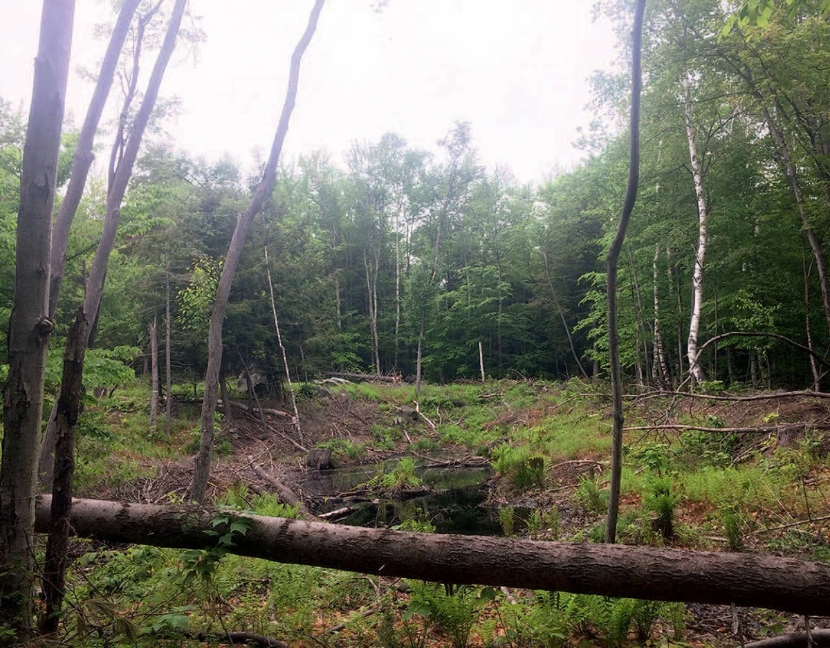 Selective Cuts | Spring 2024 | Articles | Forest Insights