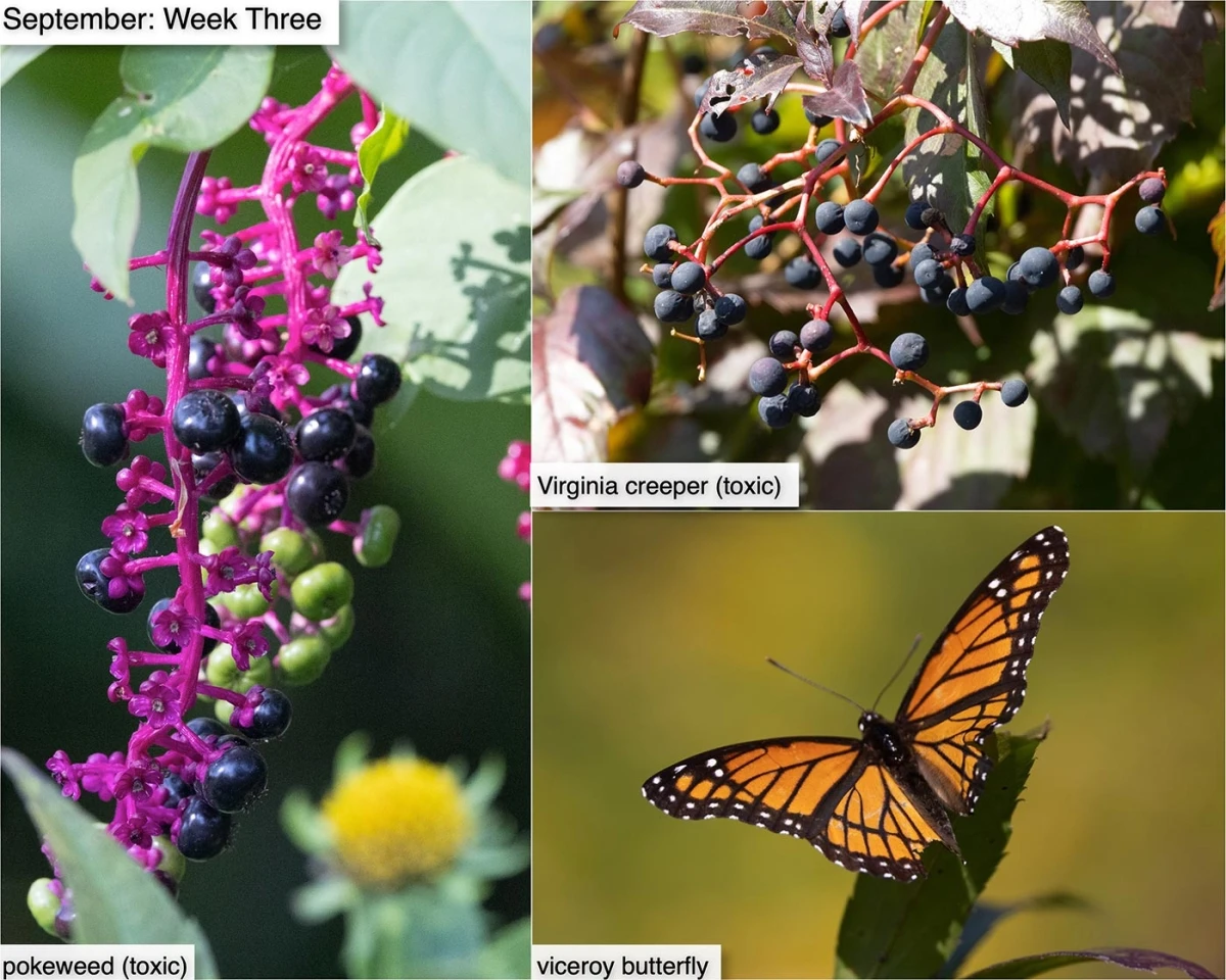 September: Week Three | This Week in the Woods