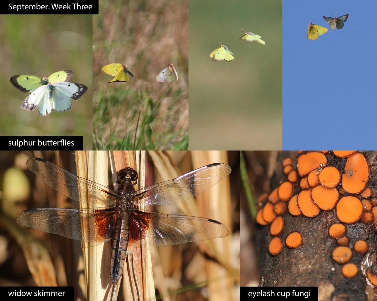 September: Week Three | This Week in the Woods