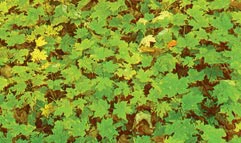 What is Shade Tolerance and Why is it so… | Summer 2010 | Articles ...