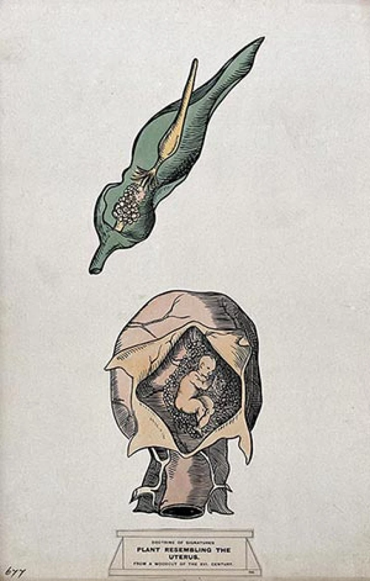 That Signature Look: An Introduction to the… | Winter 2014 | Articles ...