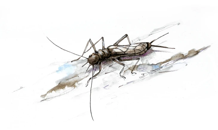 Winter Stoneflies | Winter 2025 | Articles | Invertebrate Bestiary