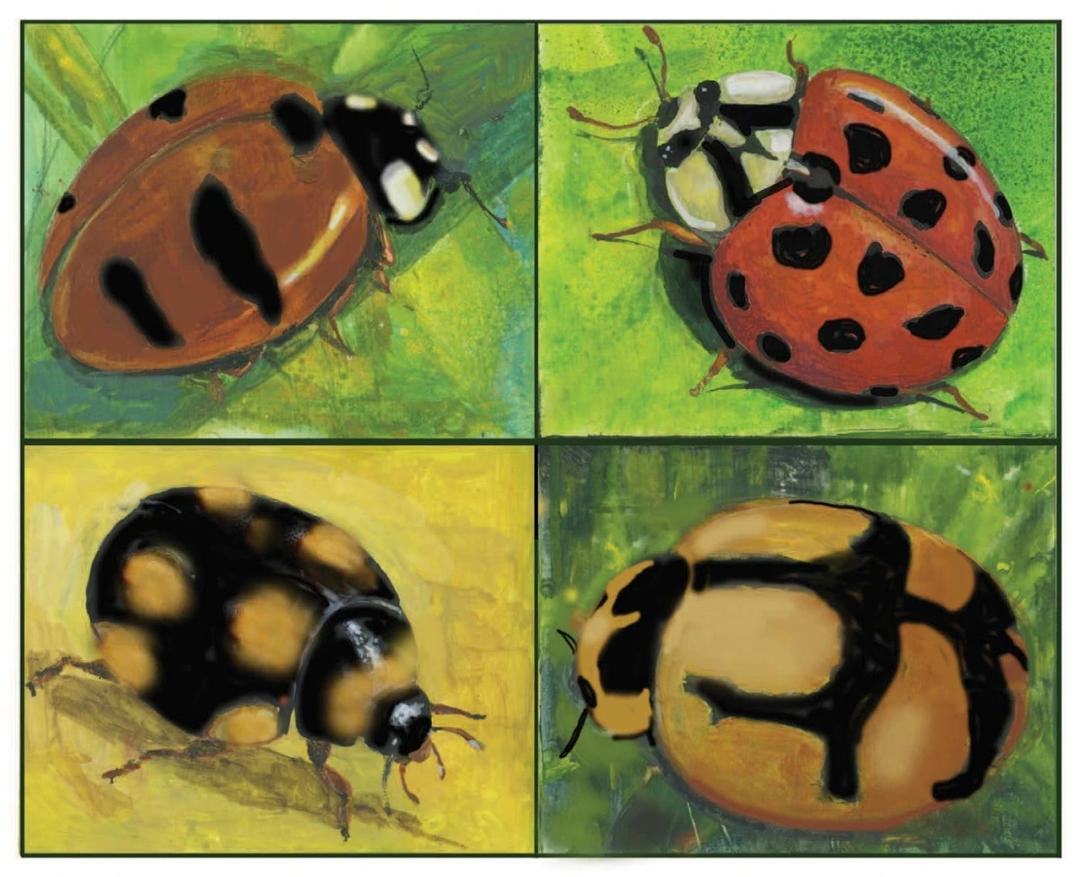 Spotting Lady Beetles for Science | Spring 2023 Invertebrate Bestiary
