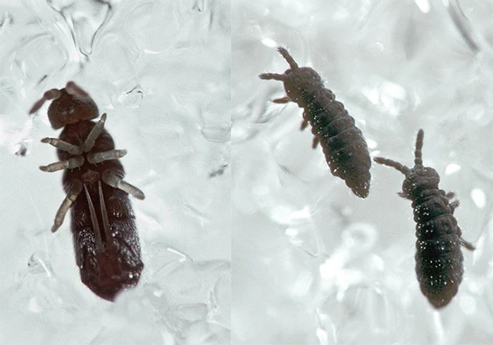 If Winter Comes, Can Springtails Be Far Behind? | Winter 2009 | Knots ...