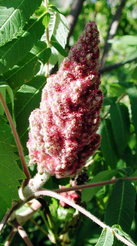 Sumac-ade | Summer 2015 | Knots and Bolts