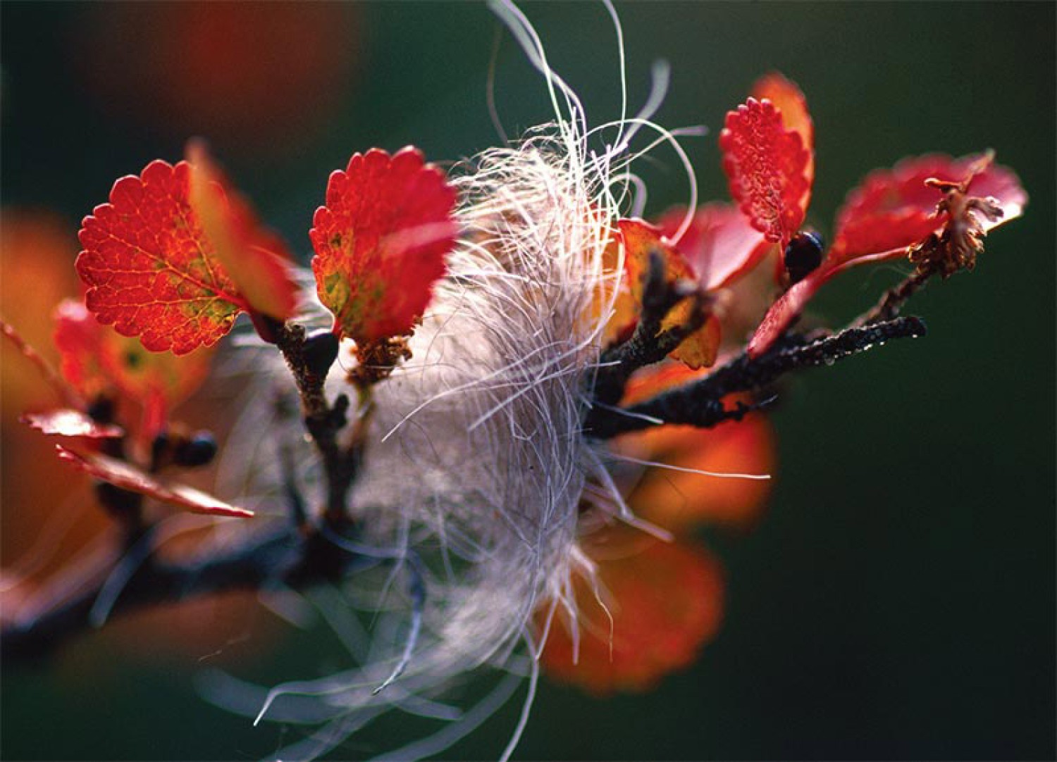 Tracking Tips: Hair - Hair! | Autumn 2016 | Articles | Tracking Tips