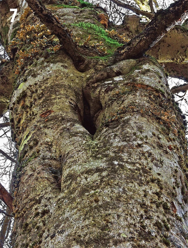 large tree cavities