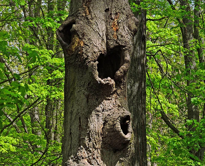 large tree cavities