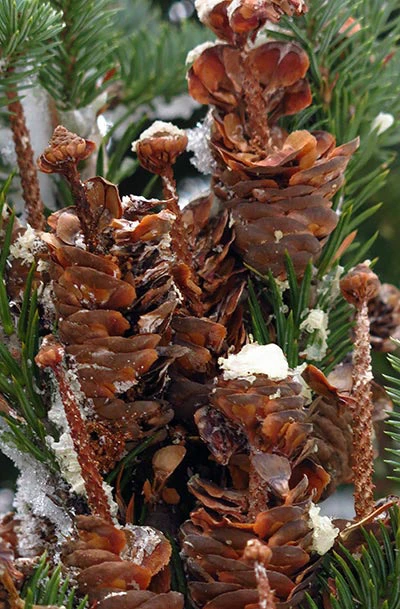 conifer seeds examples