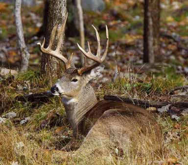 deer tracking tips