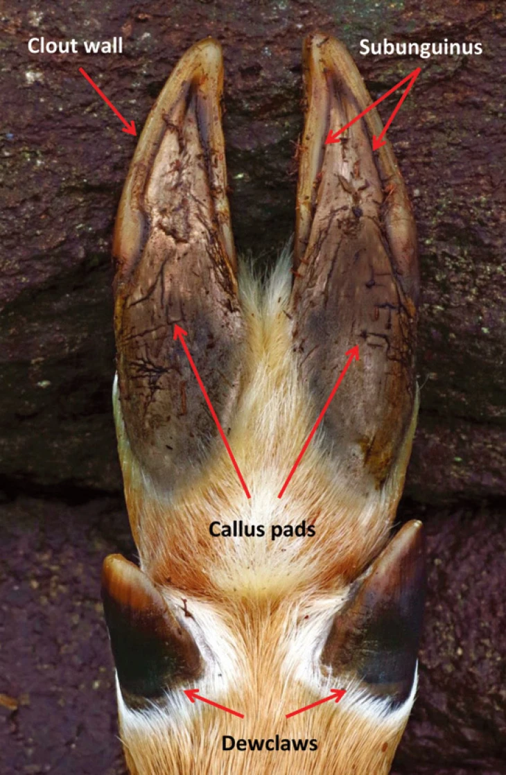deer hooves reference