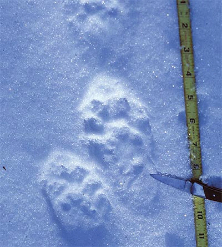 Tracking Tips: Fisher or Otter? | Winter 2015 | Articles | Tracking Tips